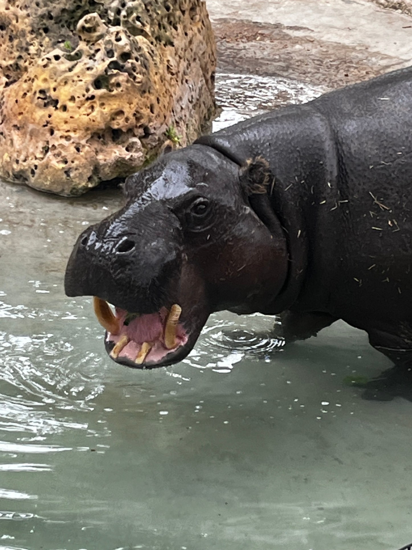 On Safari: Tales of Sheriff Soggy Socks, the One-Socked Lady, and a ...