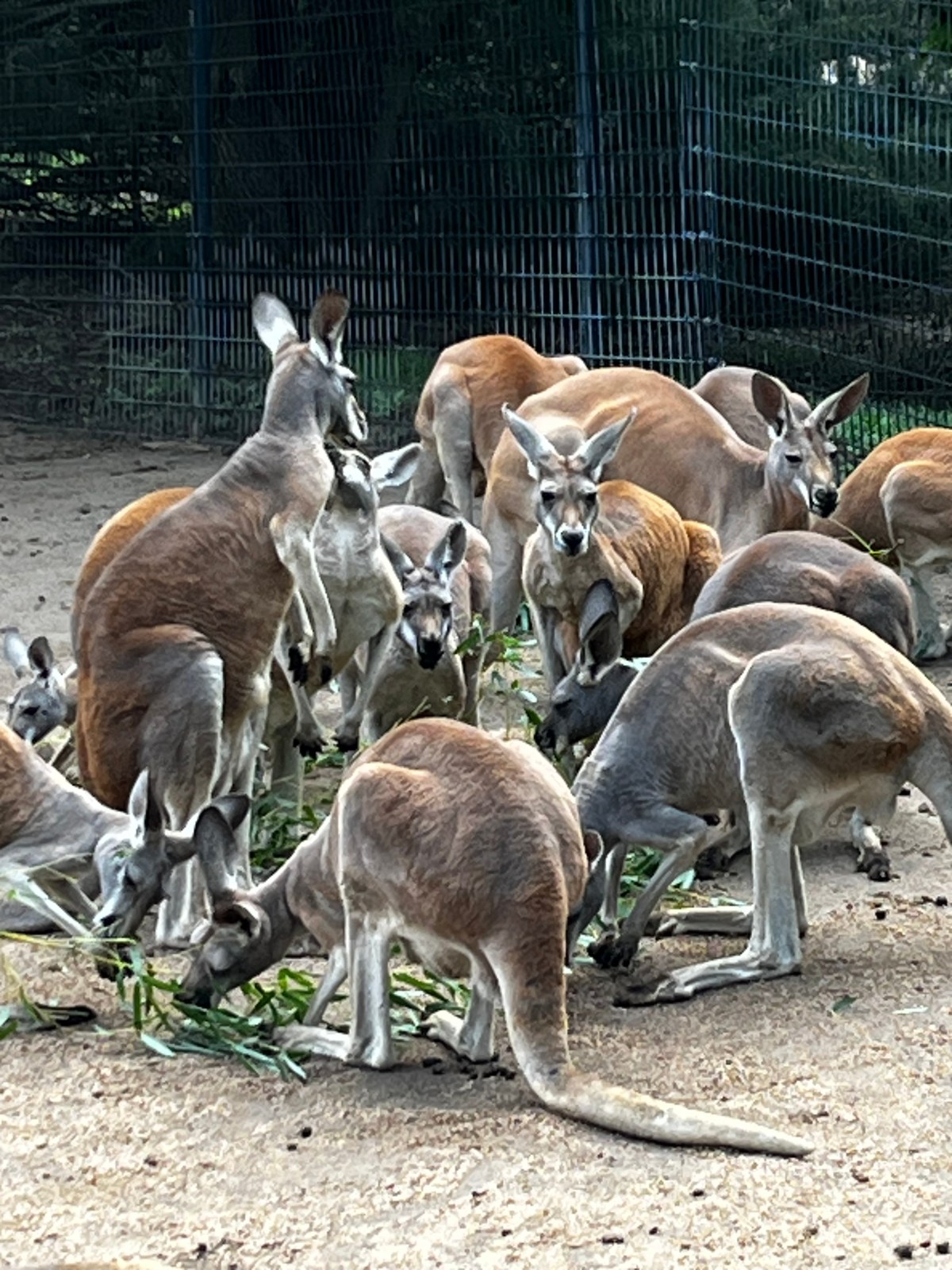 On Safari: Tales of Sheriff Soggy Socks, the One-Socked Lady, and a ...