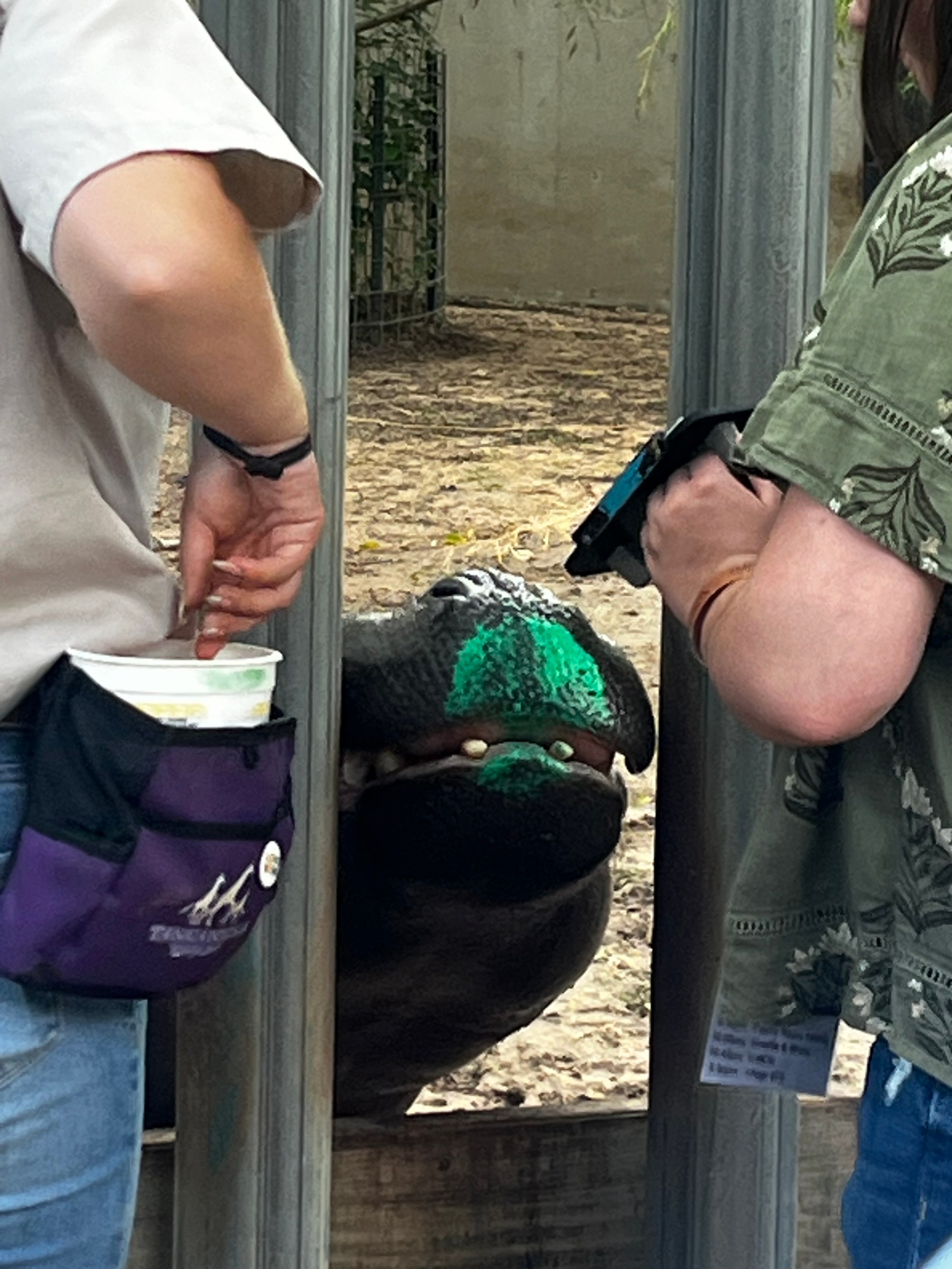 On Safari: Tales of Sheriff Soggy Socks, the One-Socked Lady, and a ...