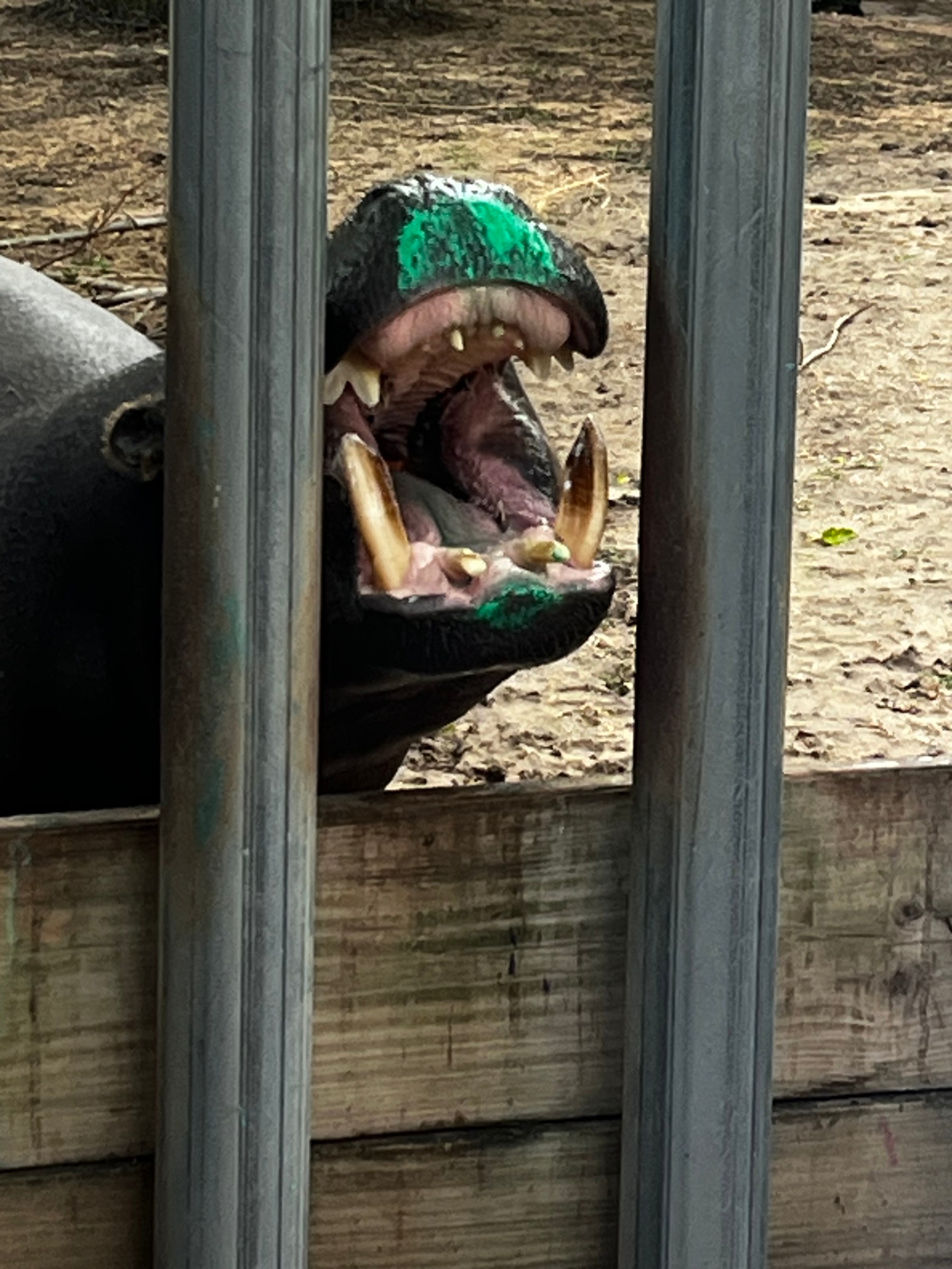 On Safari: Tales of Sheriff Soggy Socks, the One-Socked Lady, and a ...