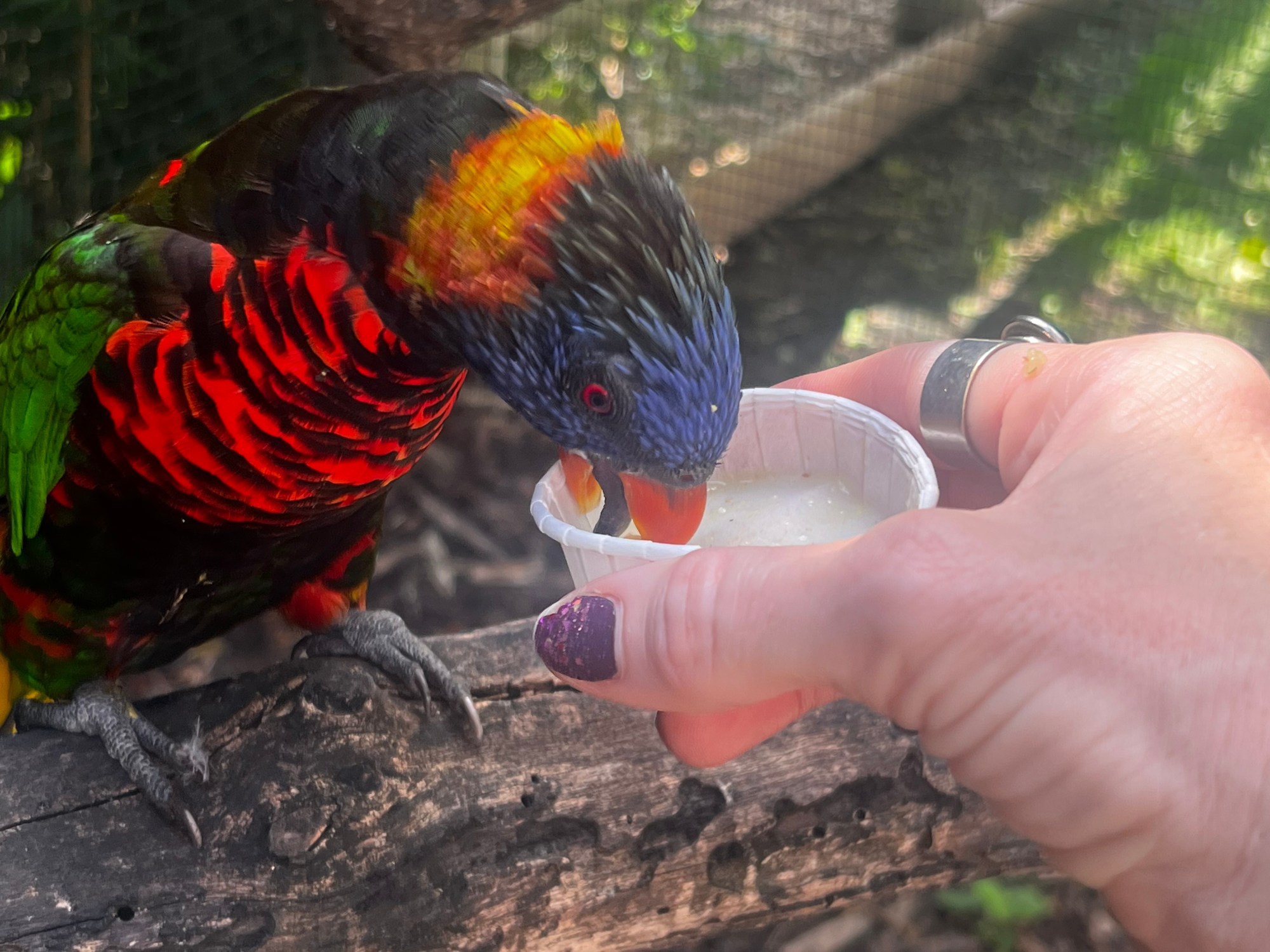 On Safari: Tales of Sheriff Soggy Socks, the One-Socked Lady, and a Pygmy Hippo Named ‘Mars ...