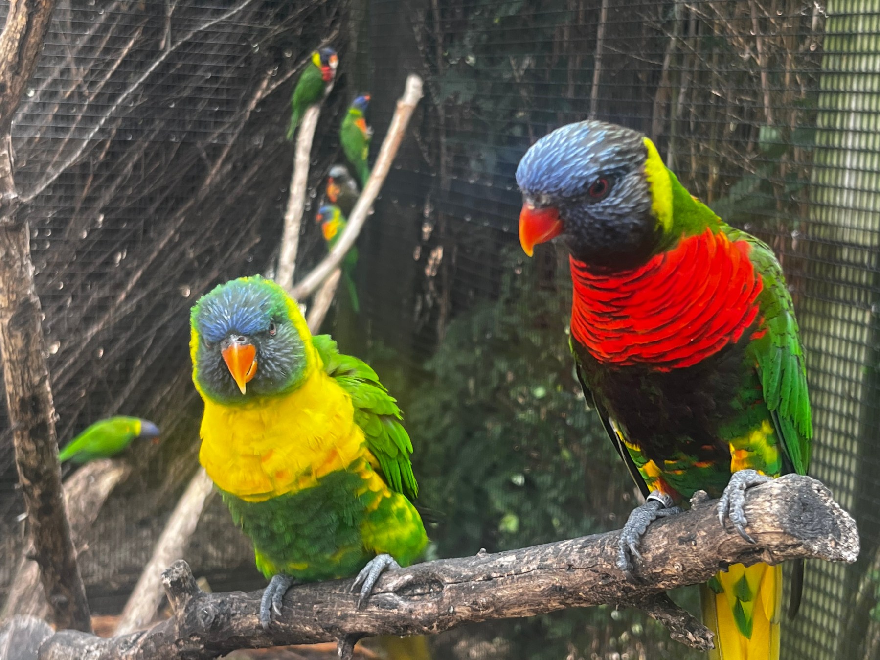 On Safari: Tales of Sheriff Soggy Socks, the One-Socked Lady, and a Pygmy Hippo Named ‘Mars ...