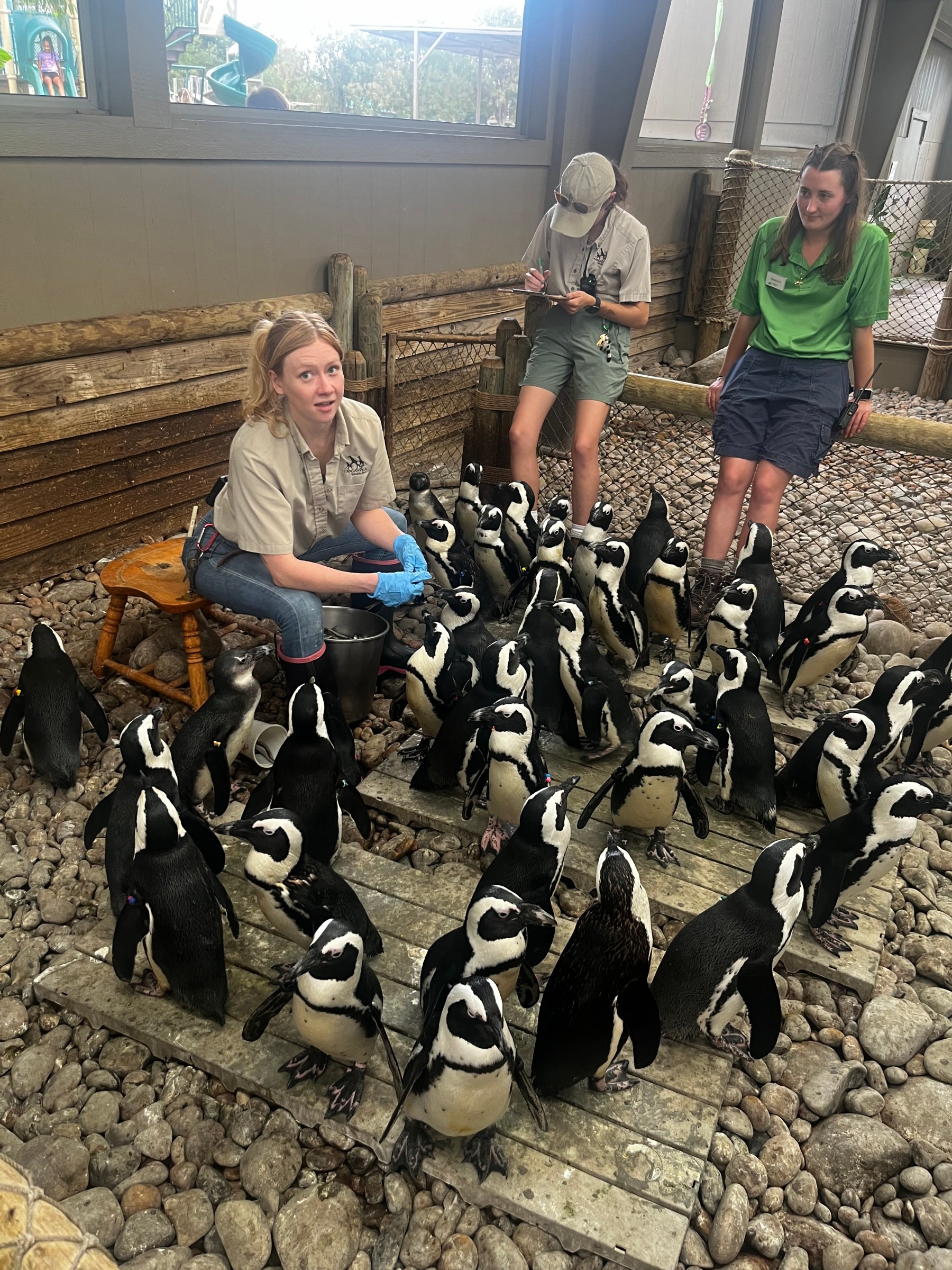 On Safari: Tales of Sheriff Soggy Socks, the One-Socked Lady, and a ...